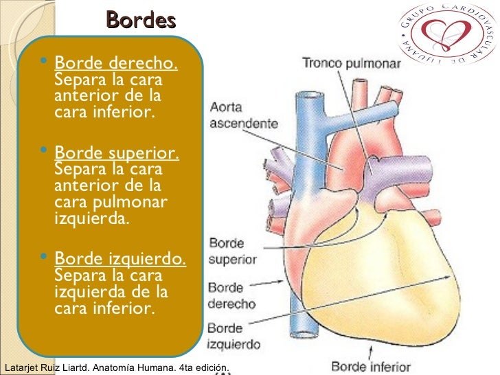 Anatomía Aplicada de Corazón