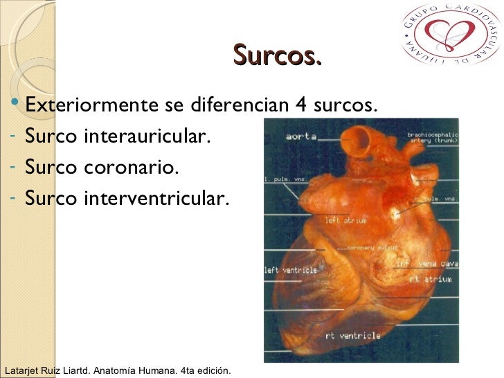 Anatomía Aplicada de Corazón
