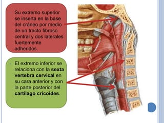 Laringe Y Faringe Traquea