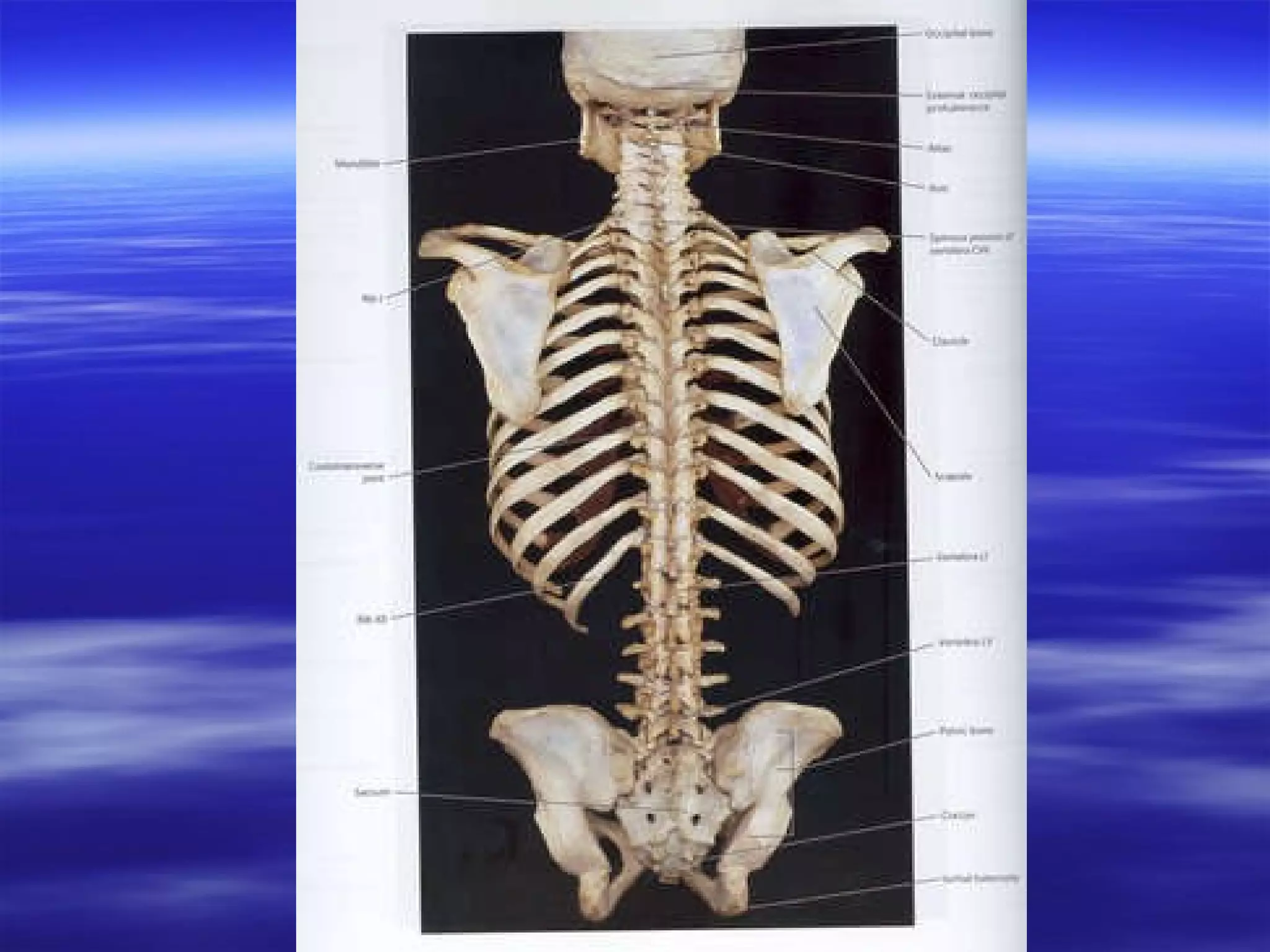 AnatomíA De Superficie Del TóRax LíNeas Del TóRax | PPT