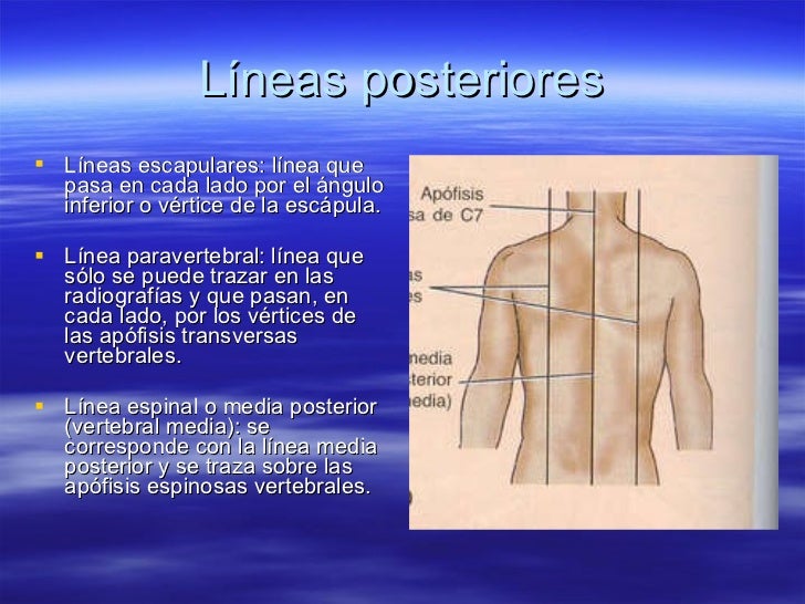 AnatomíA De Superficie Del TóRax LíNeas Del TóRax