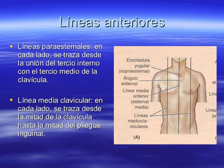 AnatomíA De Superficie Del TóRax LíNeas Del TóRax