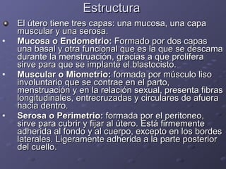 AnatomíA Del Aparato Genital Femenino Parte Ii | PPT