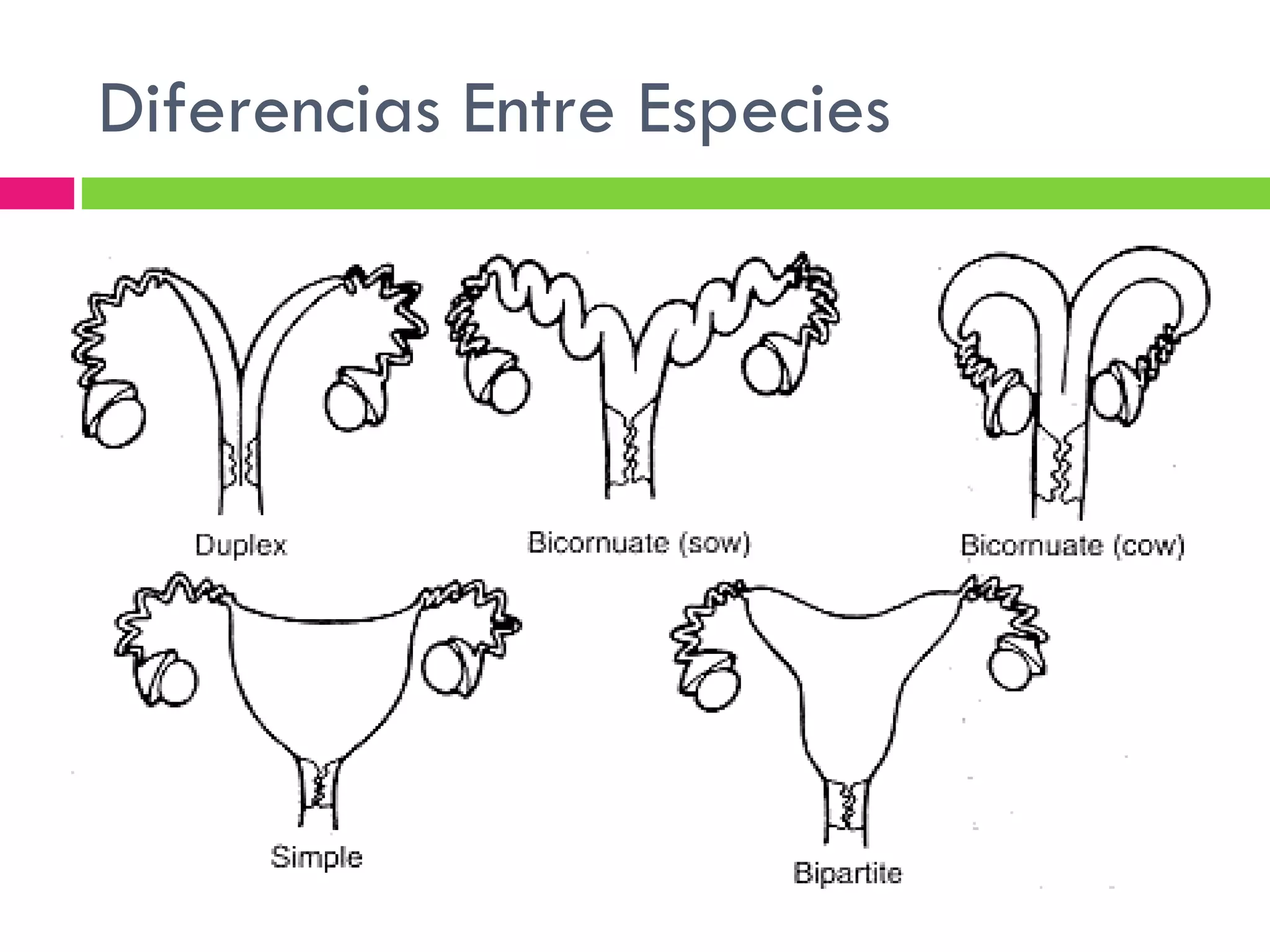 Anatomia del aparato reproductor de las hembras | PPT
