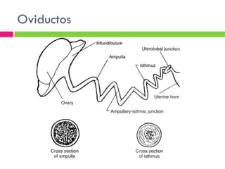 Anatomia del aparato reproductor de las hembras | PPT