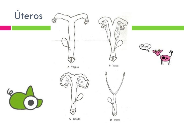 Anatomia del aparato reproductor de las hembras