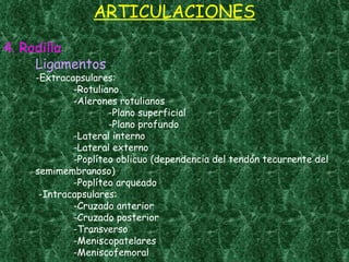 AnatomíA Del Miembro Inferior | PPT