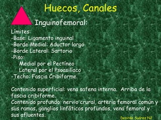 AnatomíA Del Miembro Inferior | PPT