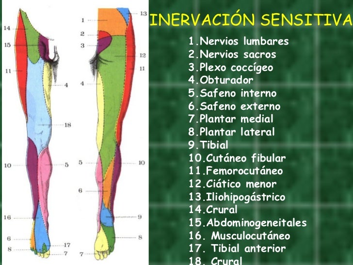 AnatomíA Del Miembro Inferior