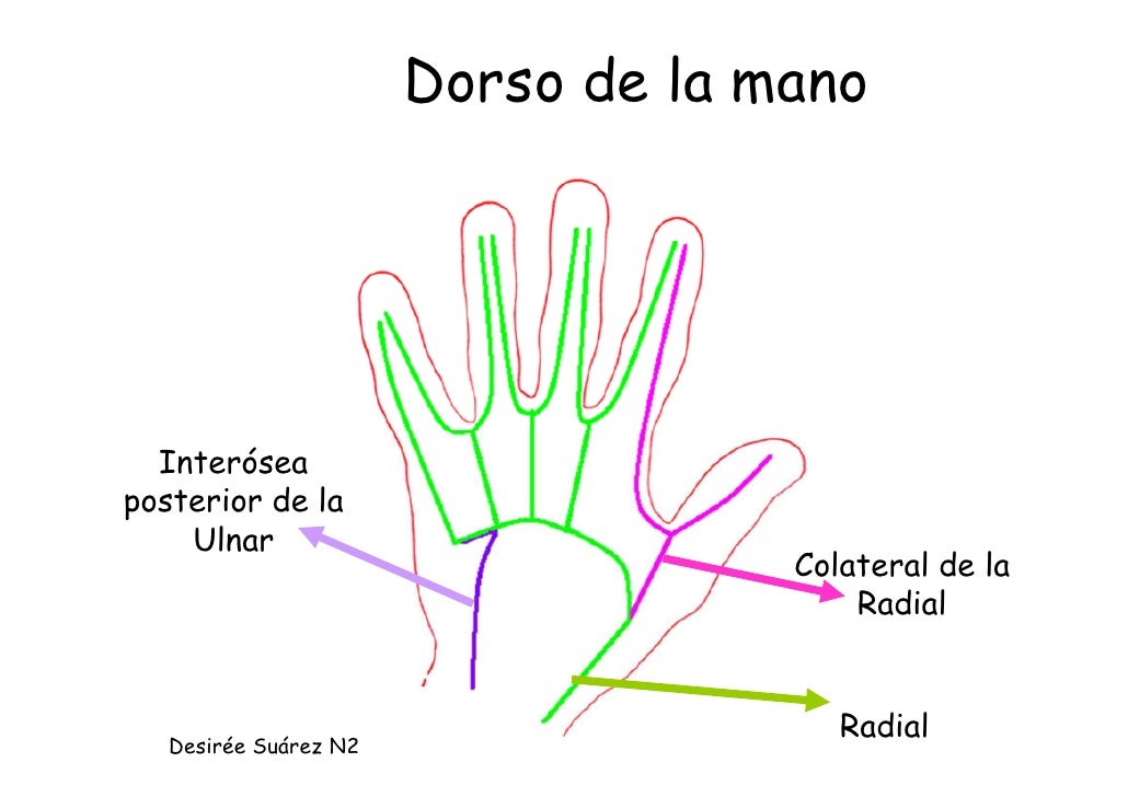 Resumen Anatomía de miembro superior
