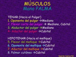 Anatomía Del Miembro Superior | PPT