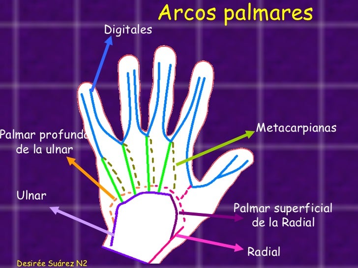 Anatomía Del Miembro Superior