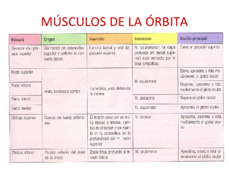 AnatomíA Del Ojo Y Anexos