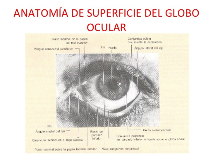 AnatomíA Del Ojo Y Anexos