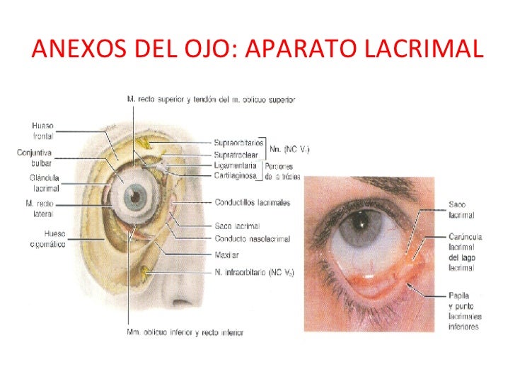 AnatomíA Del Ojo Y Anexos