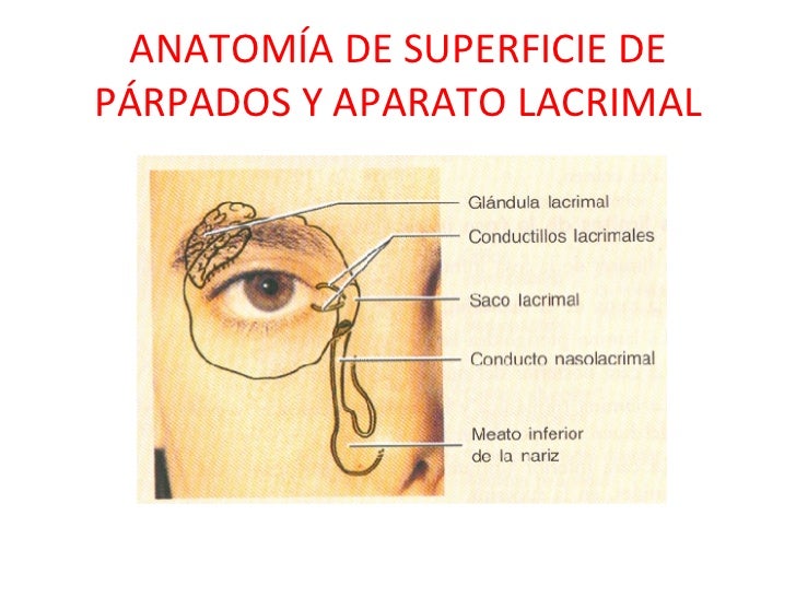 AnatomíA Del Ojo Y Anexos