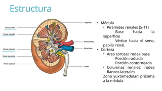 ANATOMÍA - DEL - SISTEMA - URINARIO.pptx