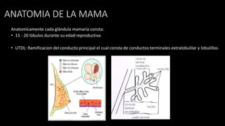 Anatomía-Ecográfica-de-la-Mama 31.pptx