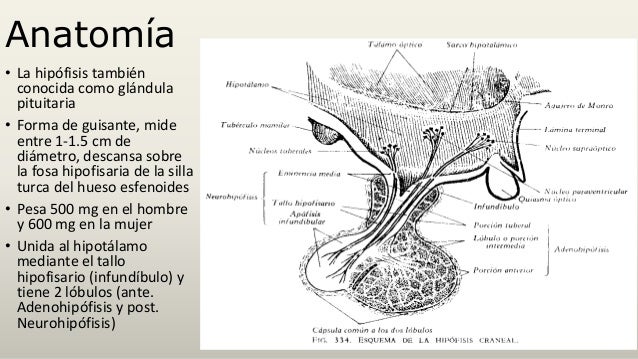 ANATOMIA Y FISIOLOGIA DE LA HIPOFISIS