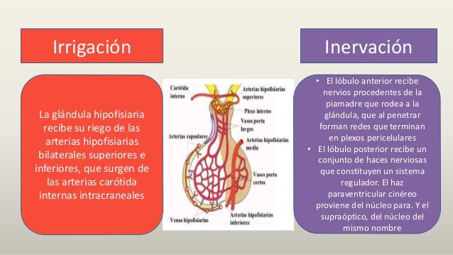 ANATOMIA Y FISIOLOGIA DE LA HIPOFISIS