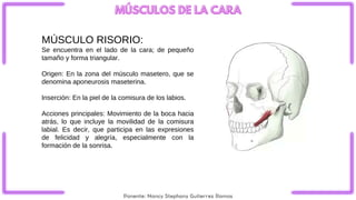 ANATOMÍA - MÚSCULOS DE LA CARA definiciones .pdf