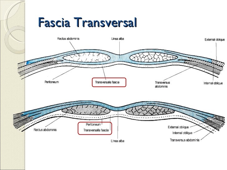 Anatomía Ginecológica