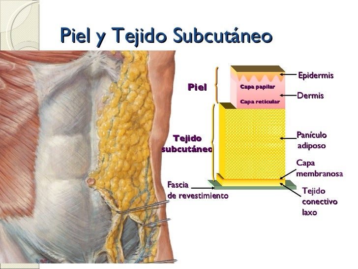 Anatomía Ginecológica