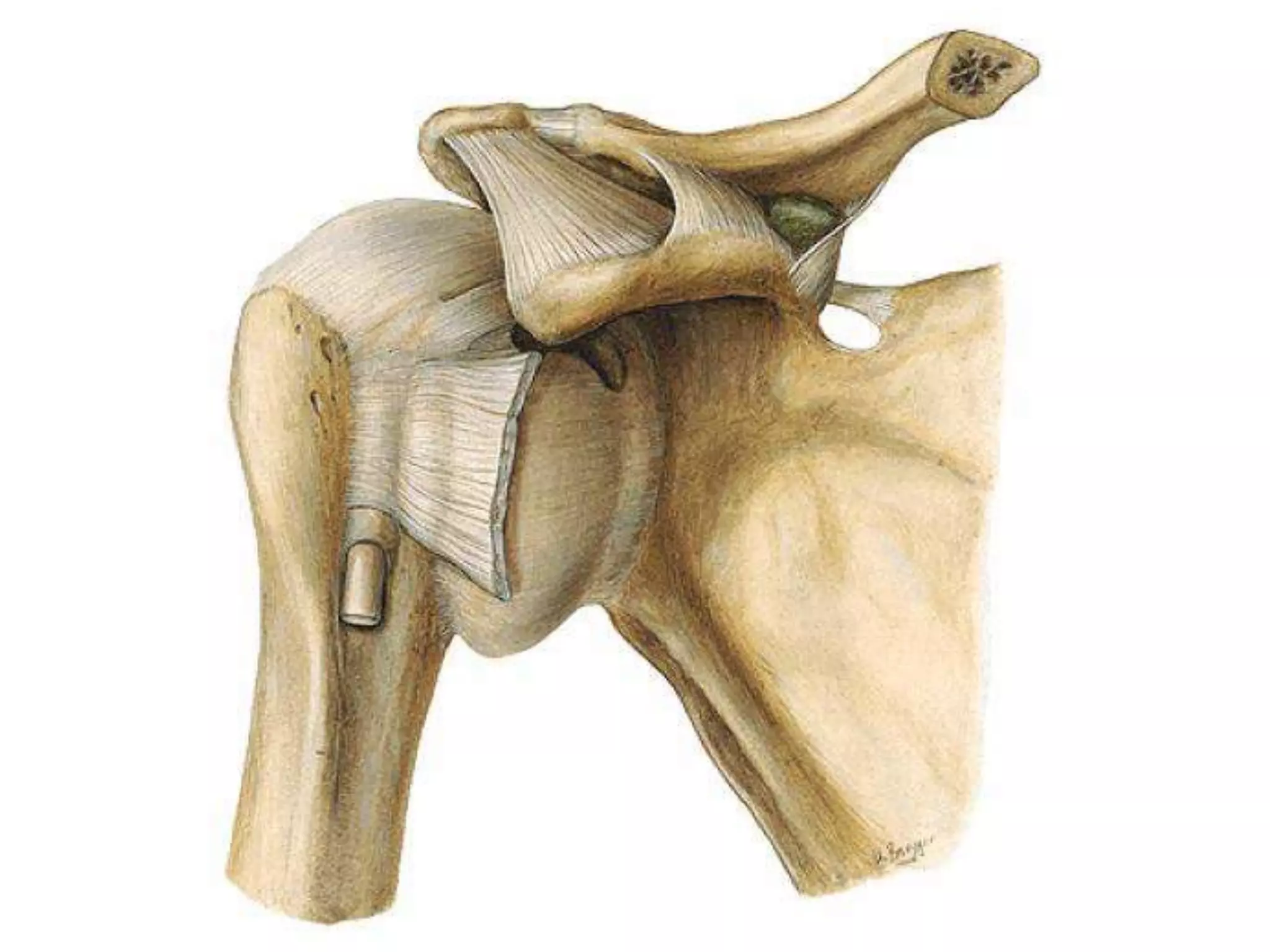 Anatomía Región deltoidea | PPTX