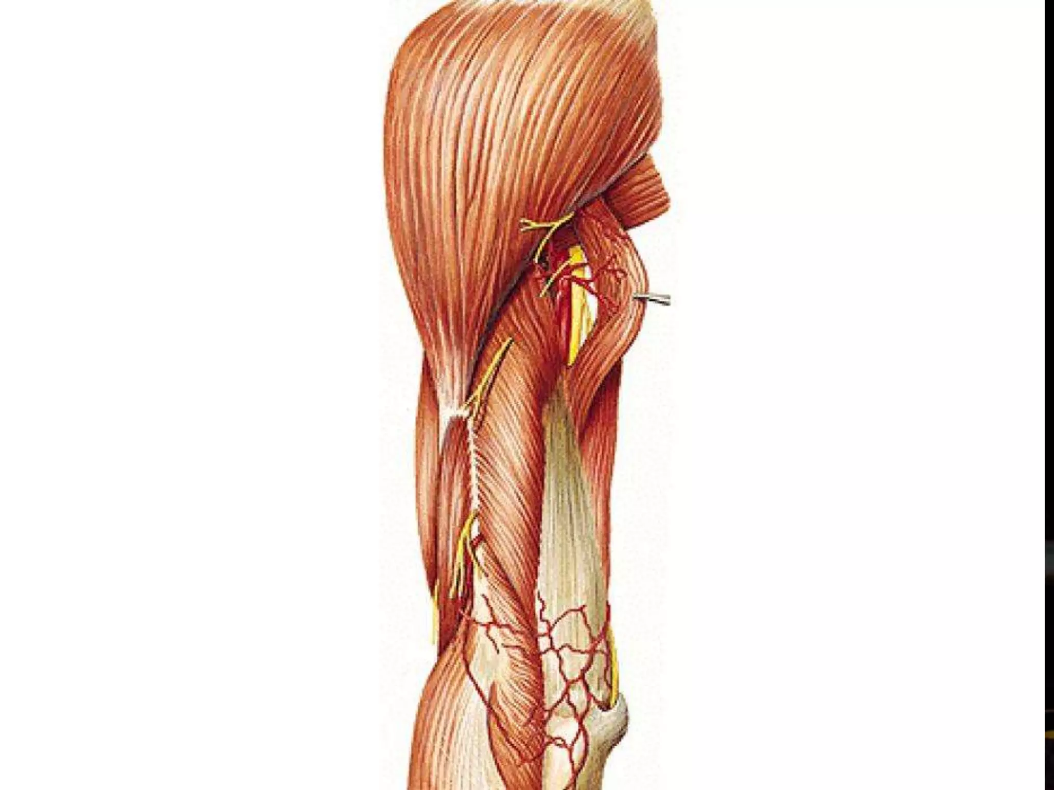 Anatomía Región deltoidea | PPTX