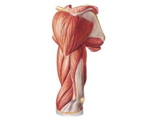 Anatomía Región deltoidea | PPTX