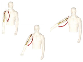 Anatomía Región deltoidea | PPTX
