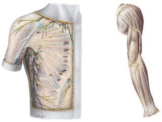 Anatomía Región deltoidea | PPTX