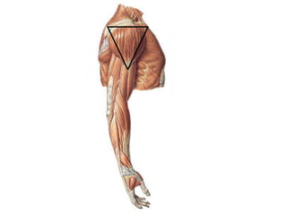 Anatomía Región deltoidea | PPTX