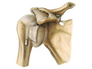 Anatomía Región deltoidea | PPTX