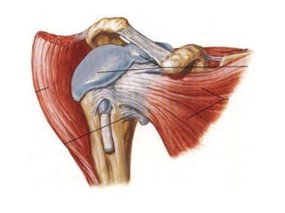 Anatomía Región deltoidea | PPTX