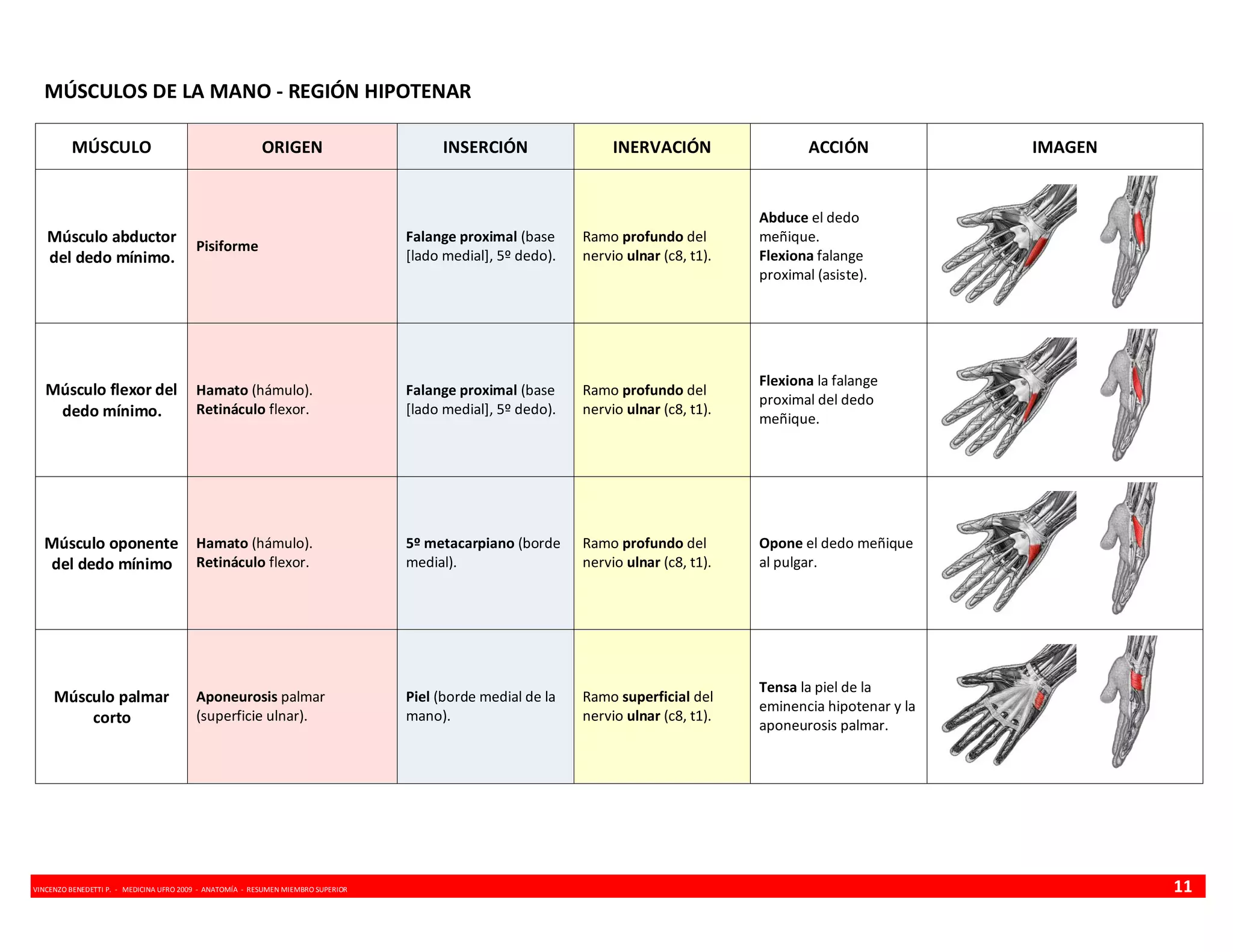 Anatomía resumen músculos - miembro superior | PDF