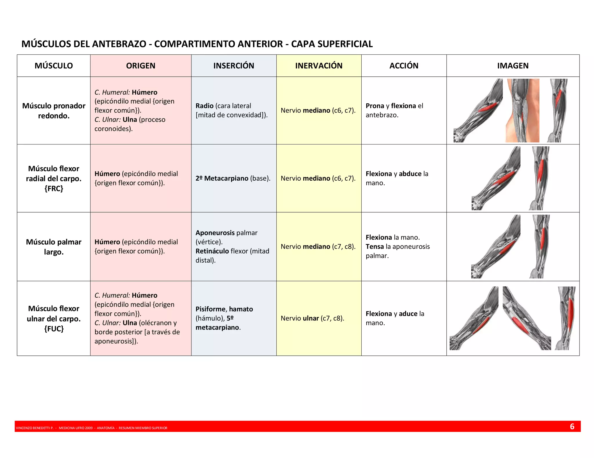 Anatomía resumen músculos - miembro superior | PDF