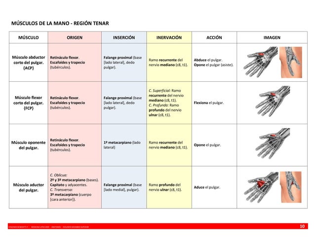 Anatomía resumen músculos - miembro superior | PDF