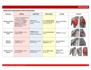 Anatomía resumen músculos - miembro superior | PDF