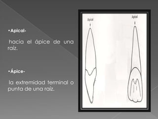 Anatomía+..terminologia | PPTX