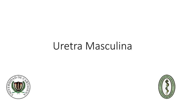 Anatomía- Uretra masculina | PPT