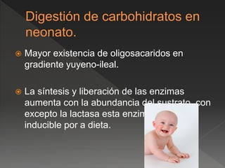 Anatomía y-fisiología-de-la-digestión-y-absorción | PPTX
