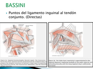 Anatomía abdomen | PPTX