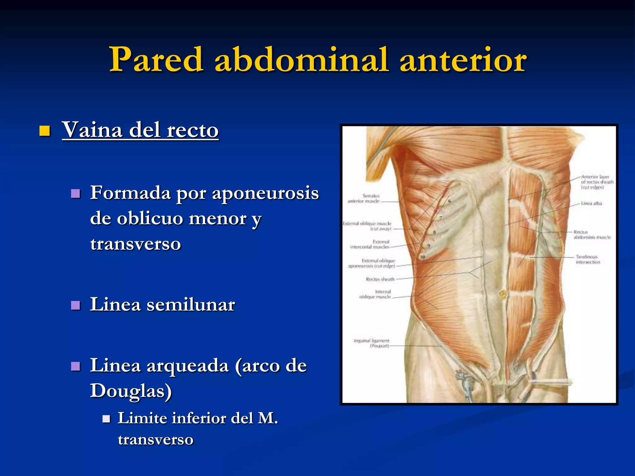 ANATOMÍA ABDOMINAL SI 1.ppt