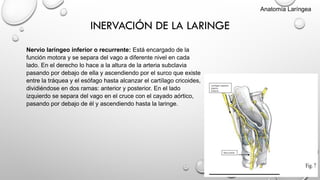 Seminario sobre la anatomía de la laringe. | PPTX