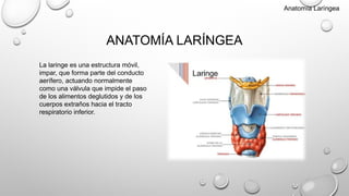 Seminario sobre la anatomía de la laringe. | PPTX