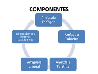 Anatomía amigdala y faringoamigdalitis | PPTX