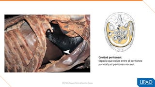 Anatomìa Animal II - Abdomen.pdf