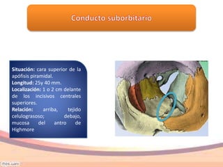 Anatomía aplicada a la anestesia | PPTX