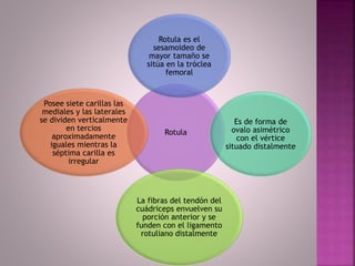 Anatomía aplicada de rodilla | PPTX